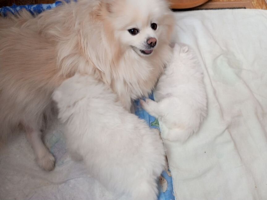 Щенки шпица мини, бронь