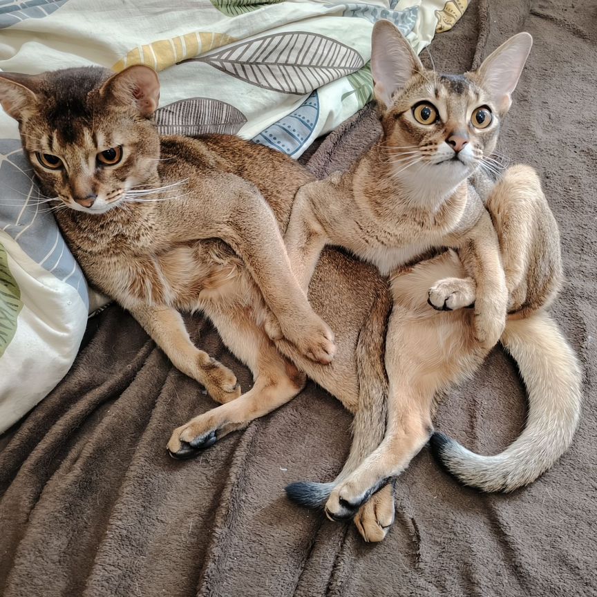 Абиссинский, взрослый кот