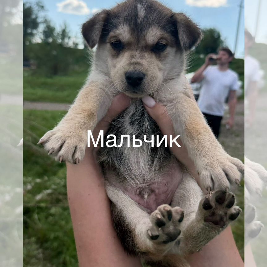 Щенок в добрые руки