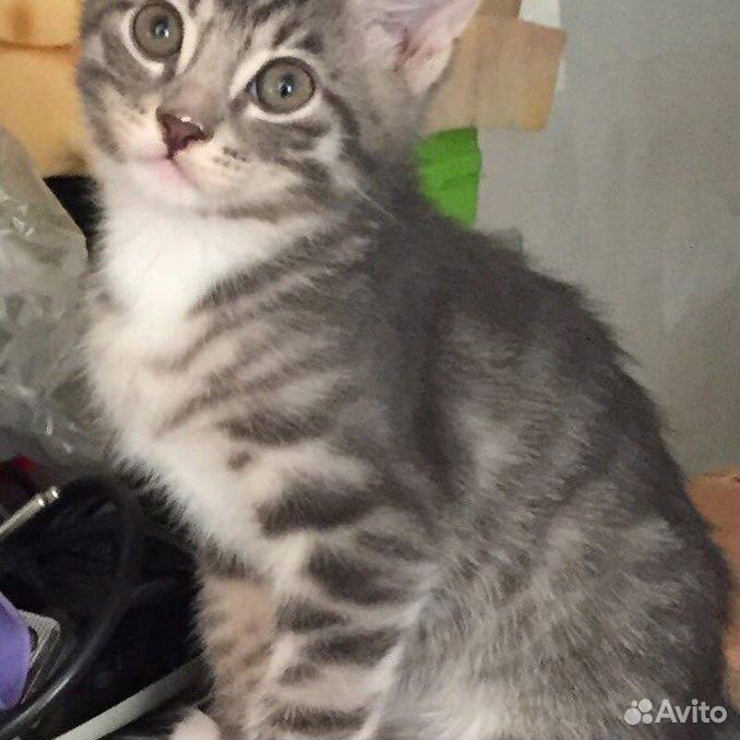 Красивый котенок Тимоша