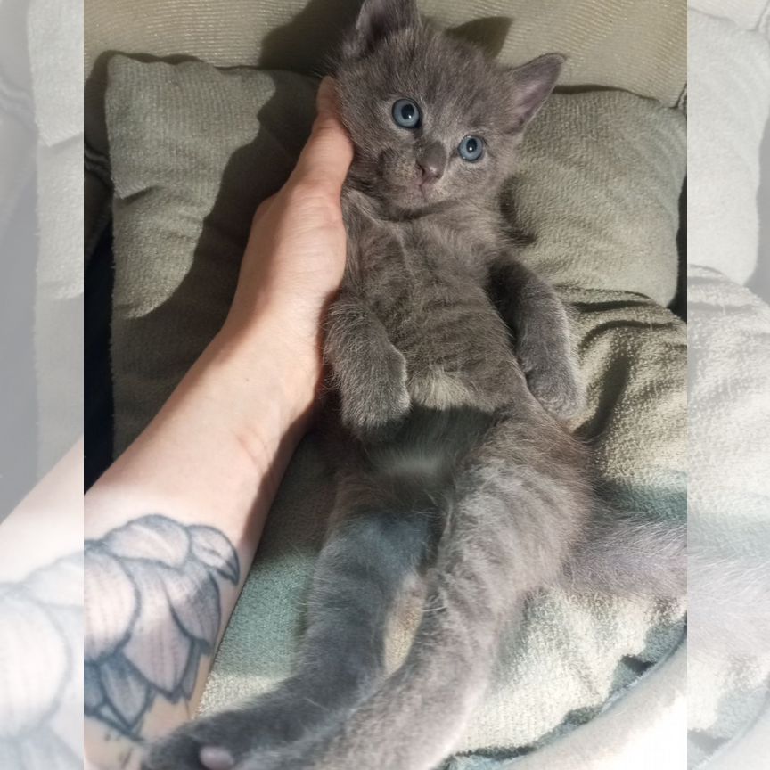 Котёнок в добрые руки