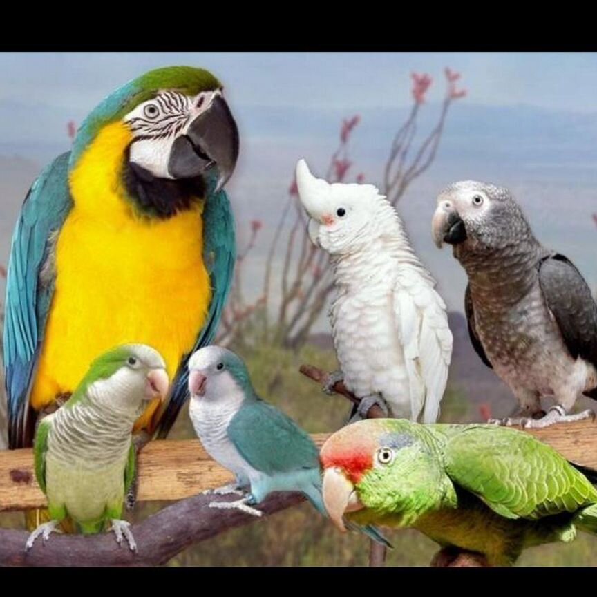 Птенцы большого попугая