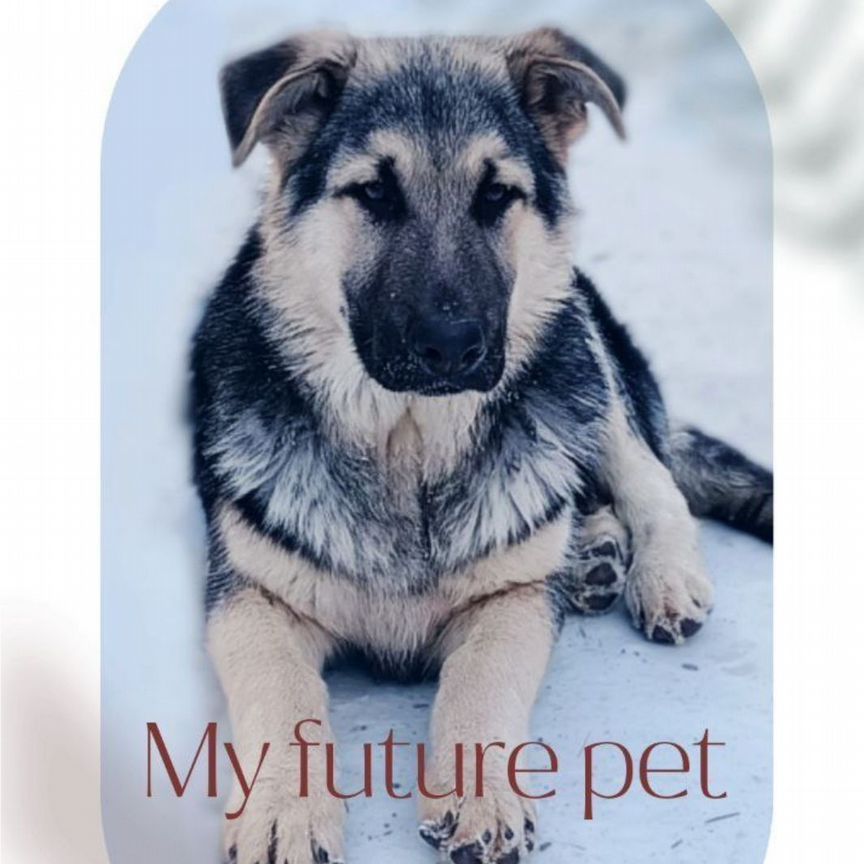 Восточноевропейская овчарка, щенок