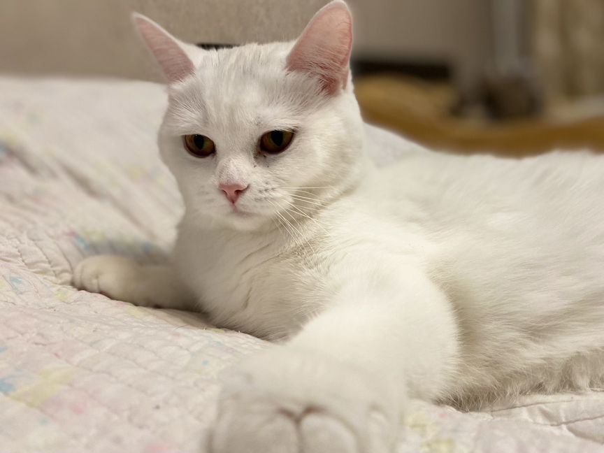 Кошка породы Турецкая Ангора