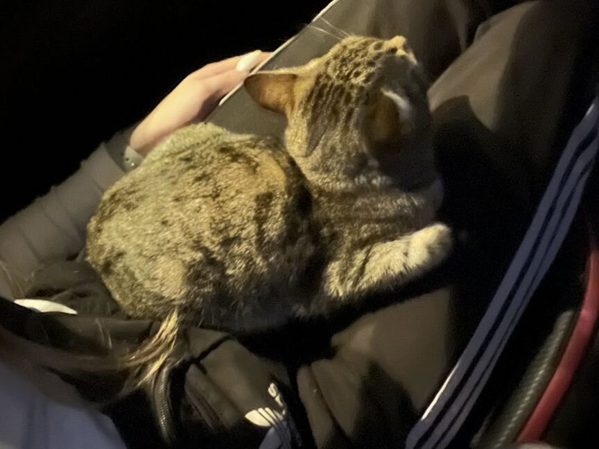 Кошка