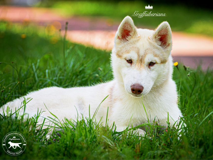 Породный красивый щенок хаски с родословной