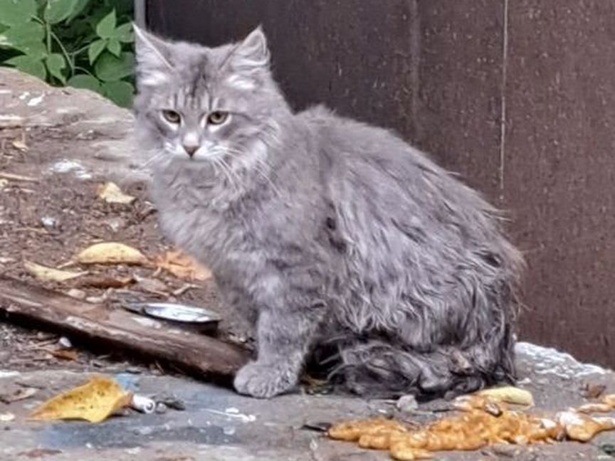 Астерикс, Асти - шикарный котик-подросток