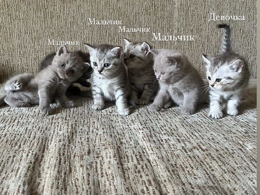 Шотландские котята