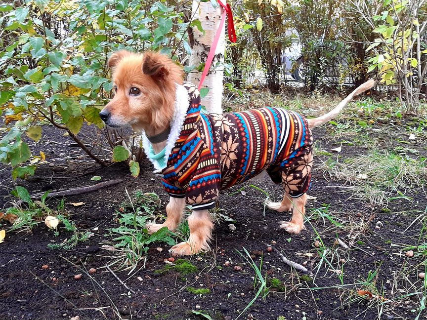 Маленькая собака