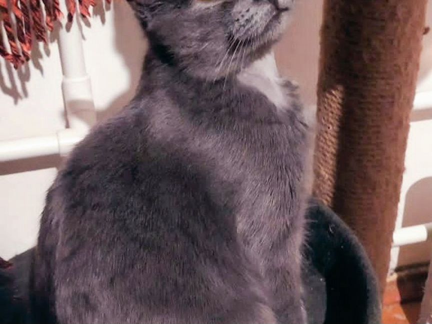Котенок Русская голубая любит коленочки)