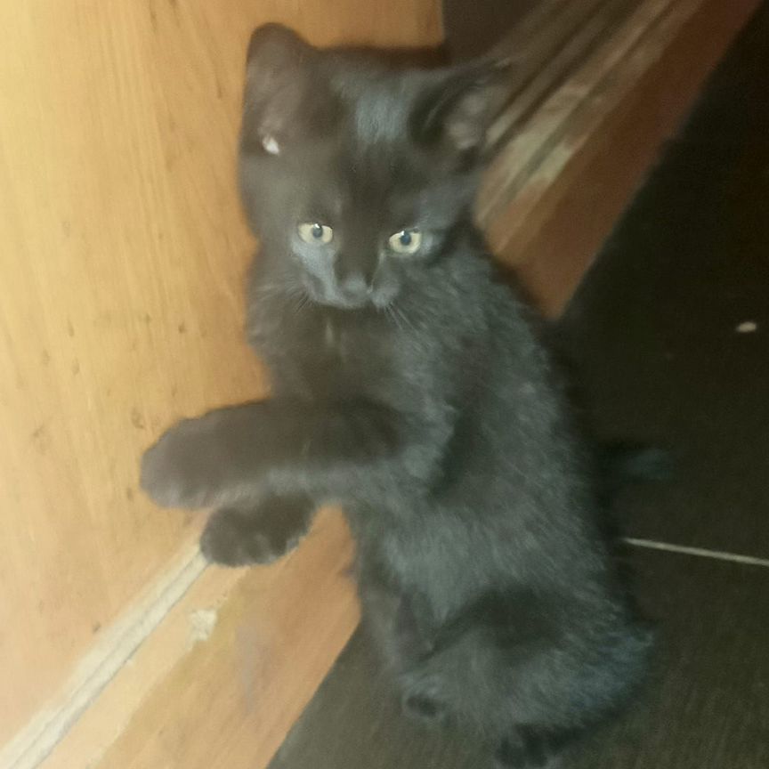 Котята отдам бесплатно