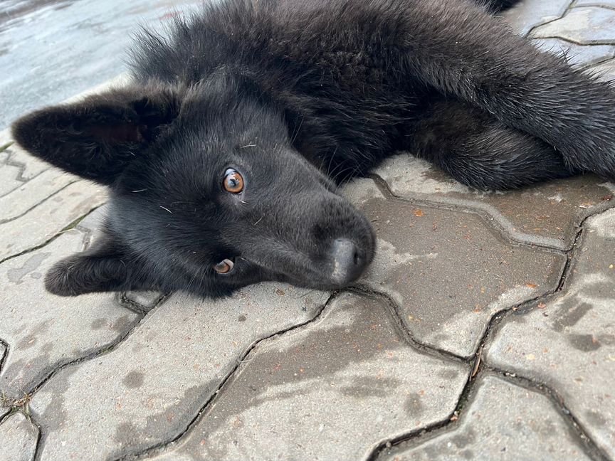 Собака в добрые руки