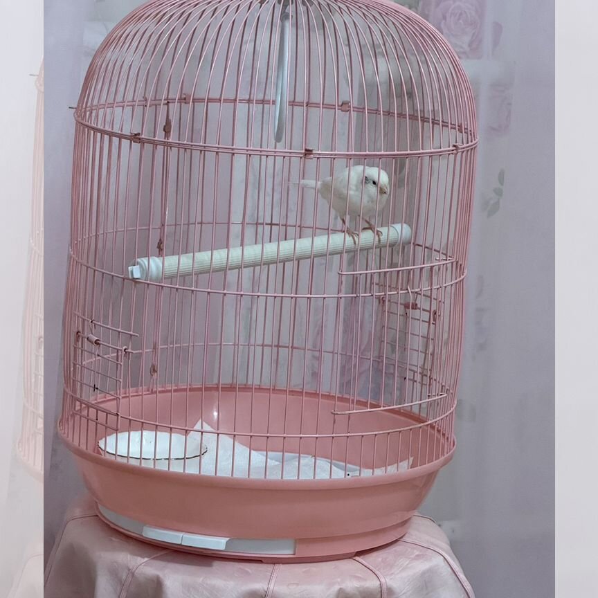 Канарейка с клеткой