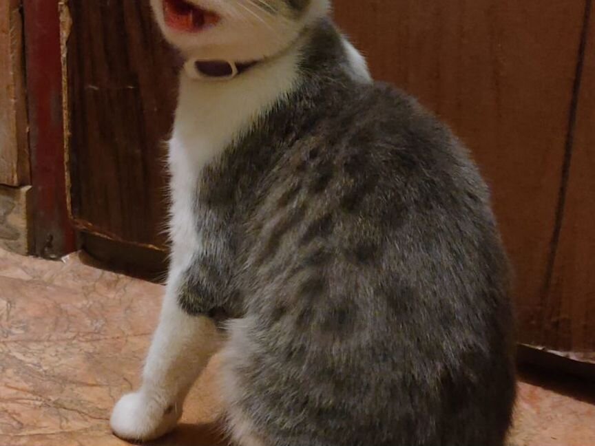 Котик