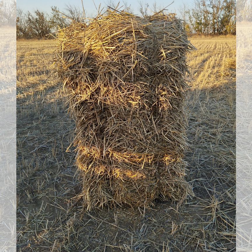 Солома в тюках пшеничная