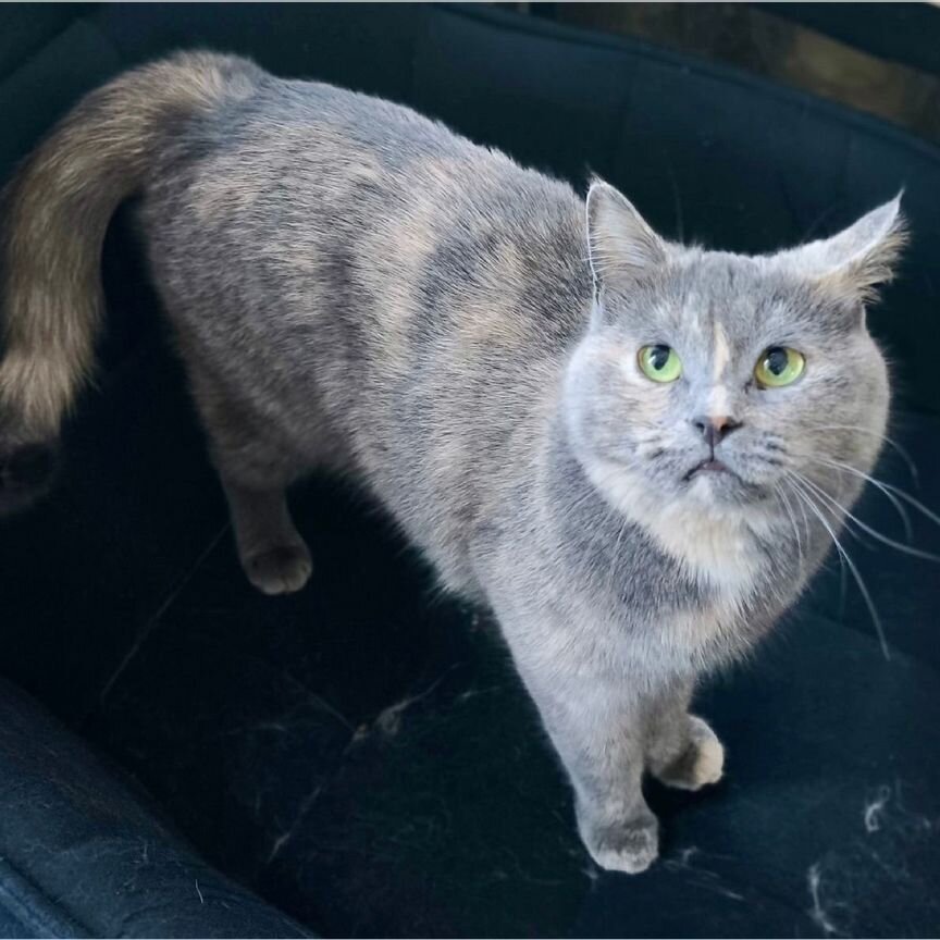 Британская длинношёрстная, взрослая кошка