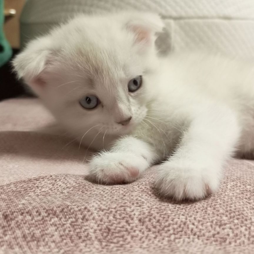 Сноу-Шу котёнок