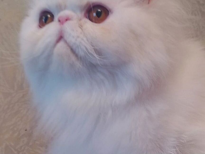 Персидская белая 2 года