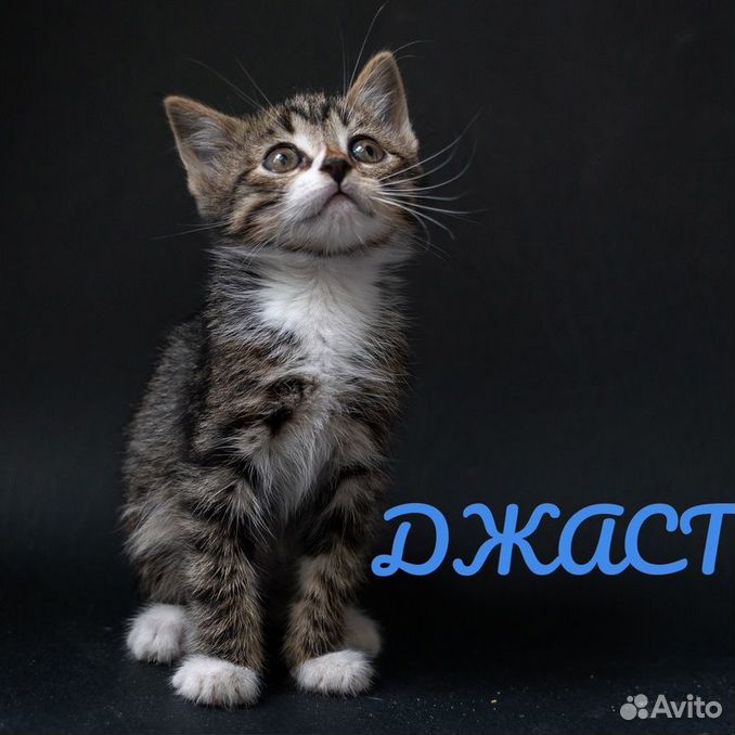 Три мальчишки ищут дом