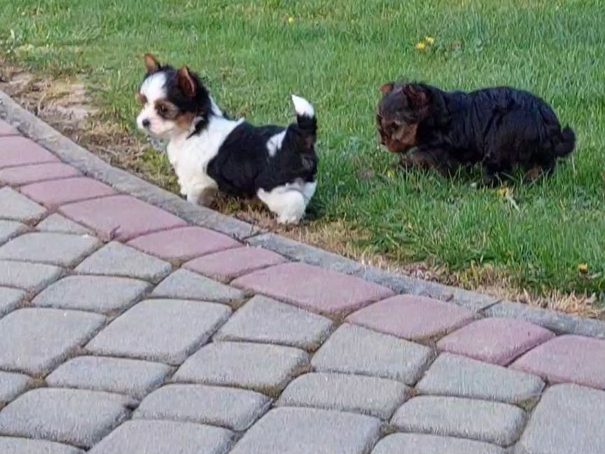 Красавчики