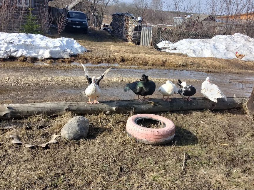 Продам индоуток