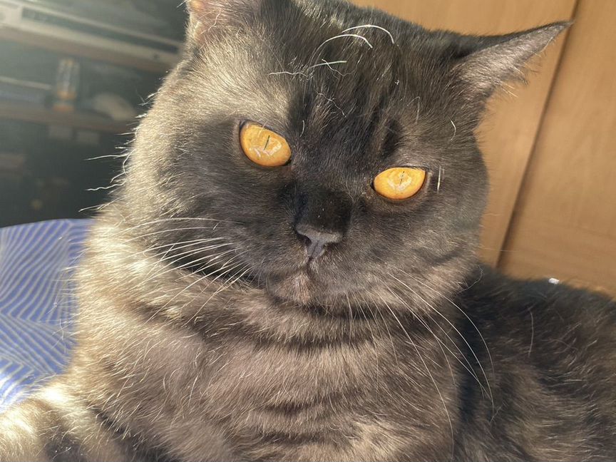 Кот