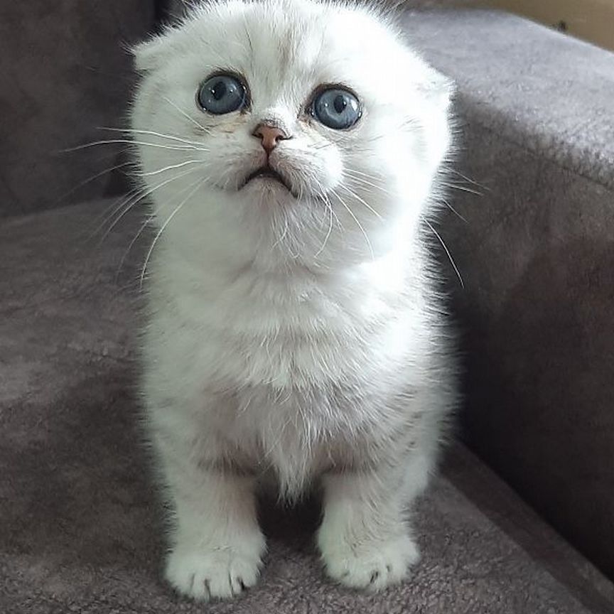 Шотландский вислоухий короткошёрстный котёнок