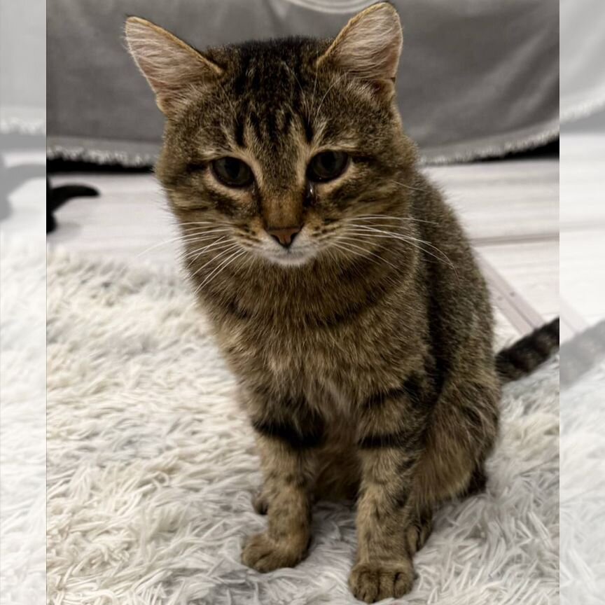 Взрослый кот в добрые руки