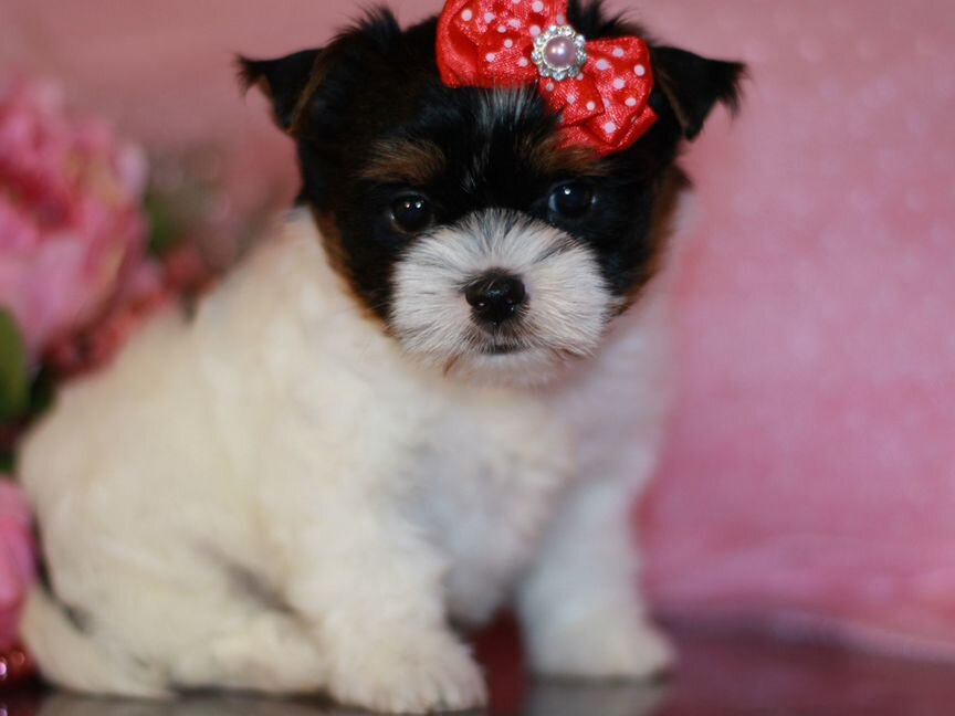 Очень красивая девочка мини бэбифейс