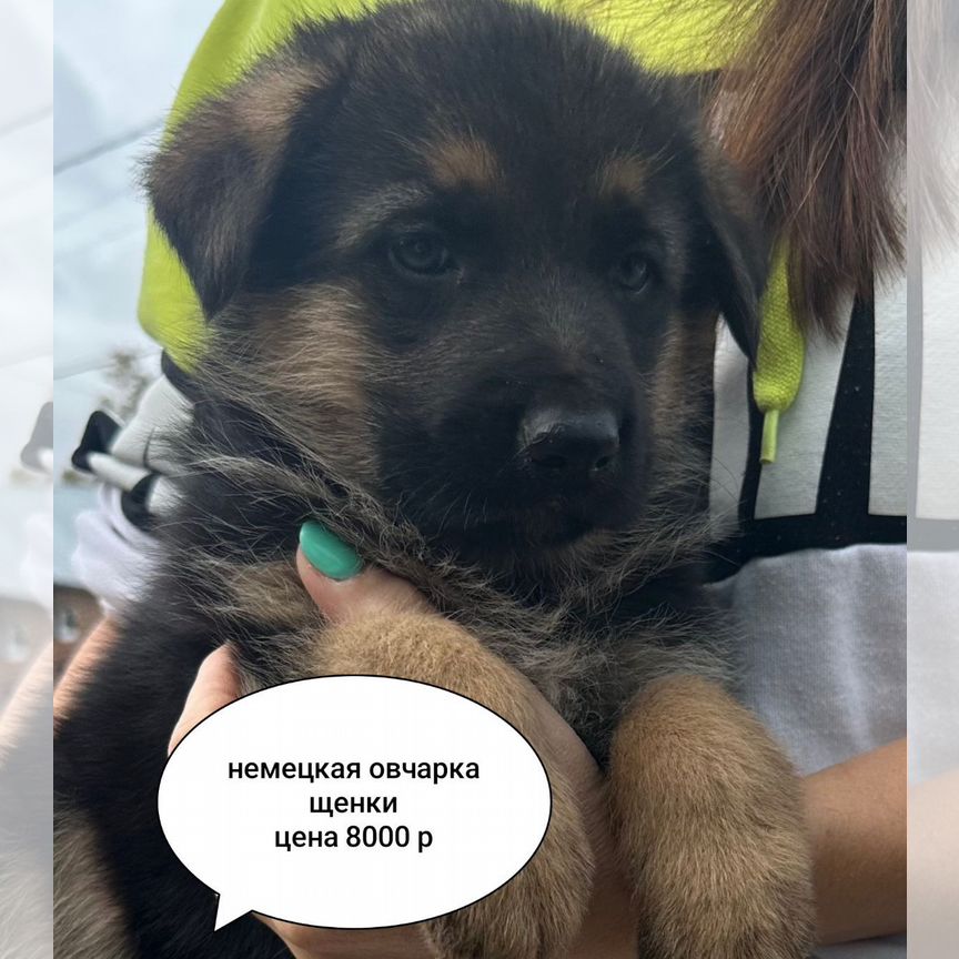 Щенок в добрые руки