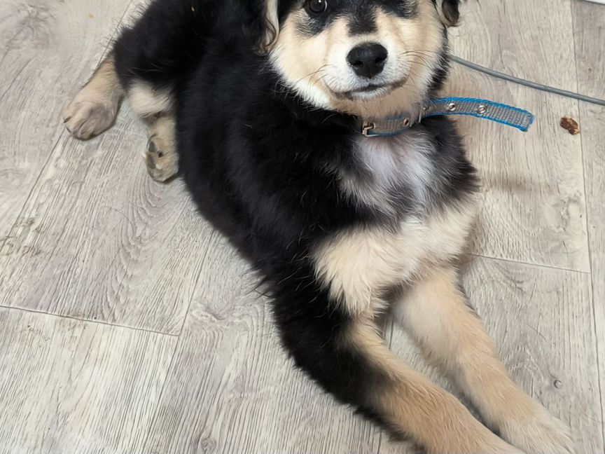 Собака в добрые руки