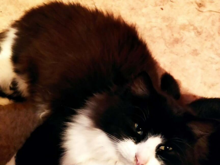 Кошки в добрые руки бесплатно