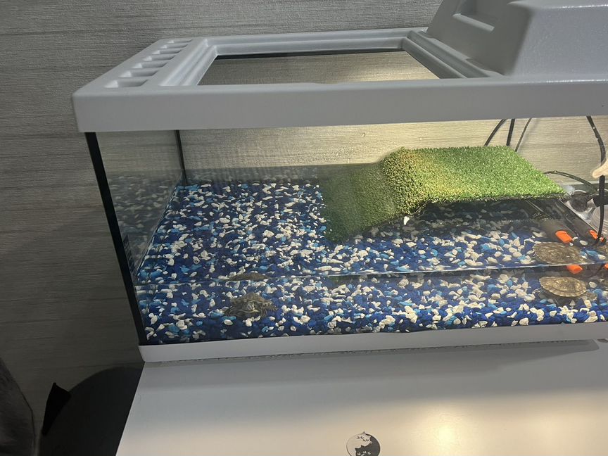 Террариум + 2 черапашки