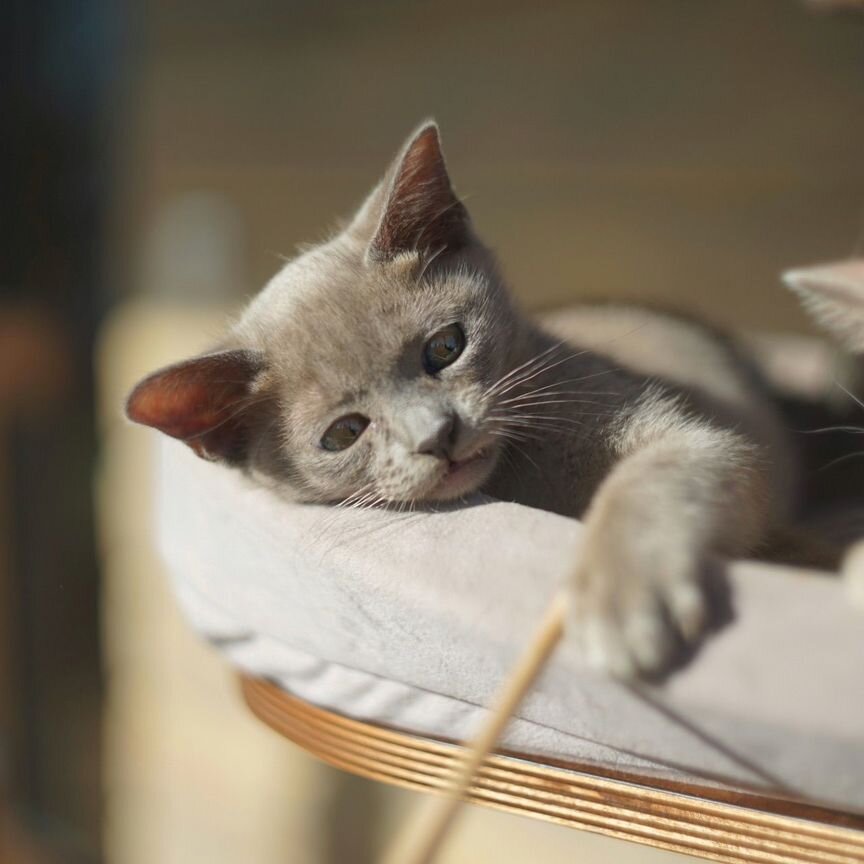 Бурма котята