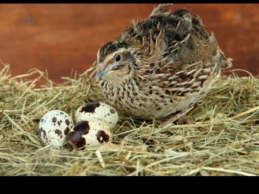 Перепела техасские суточные