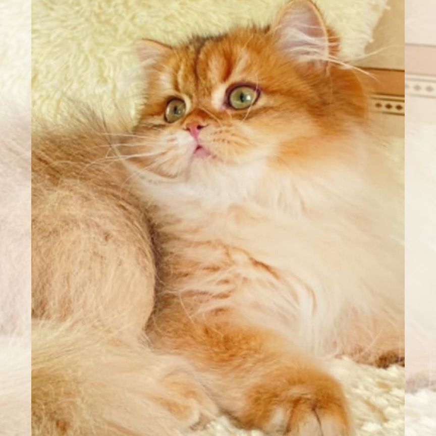 Кошки