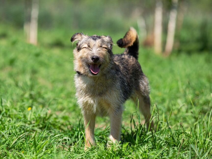 Собака-улыбака