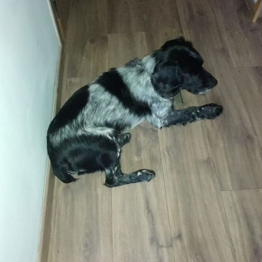 Найден русский спаниель