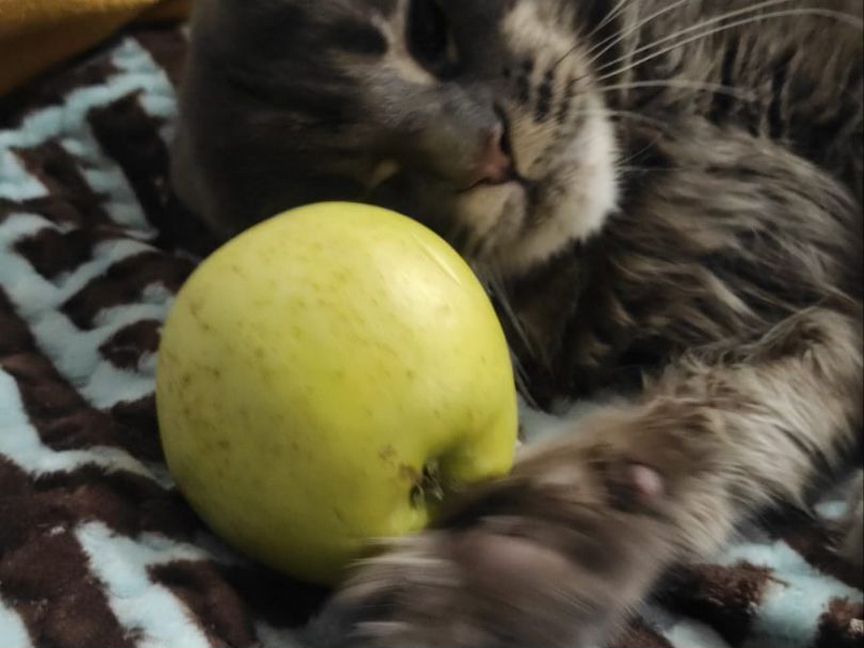 Кот мейн-кун вязка