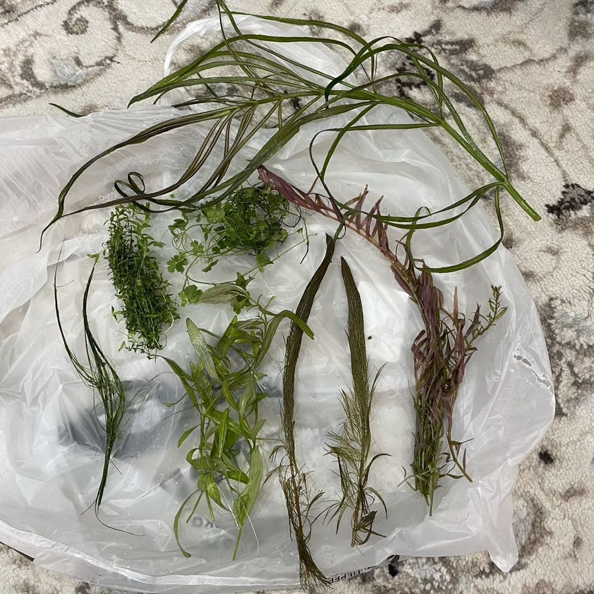 Аквариумные растения прополка