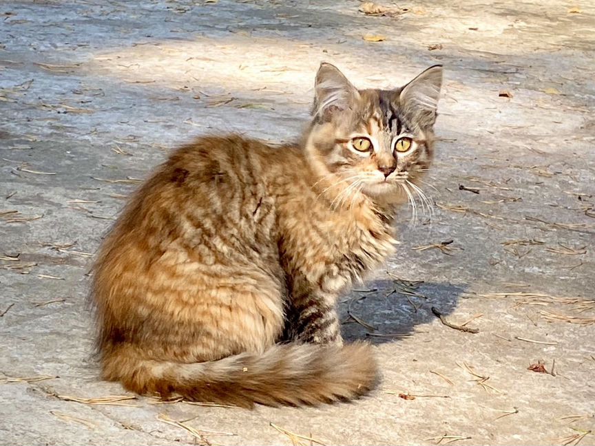 Котенок крысылов