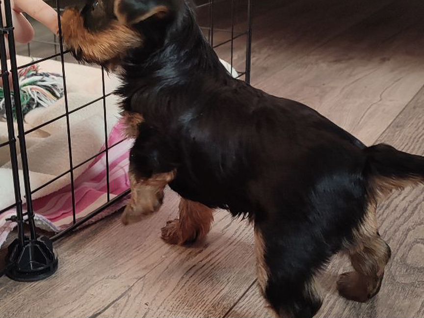 Йоркширский терьер щенки