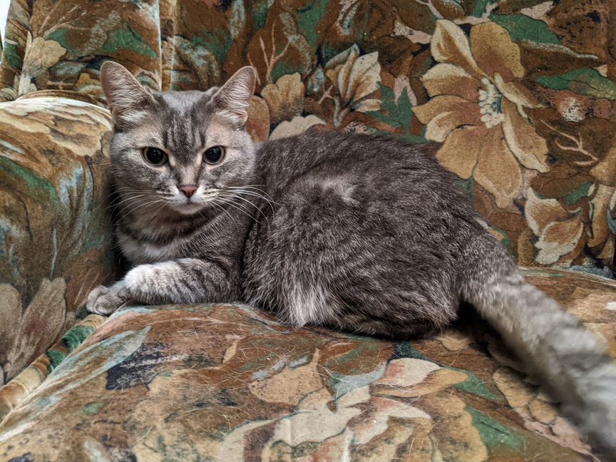 Кошечка Ася, стерилизована, спасена из подъезда