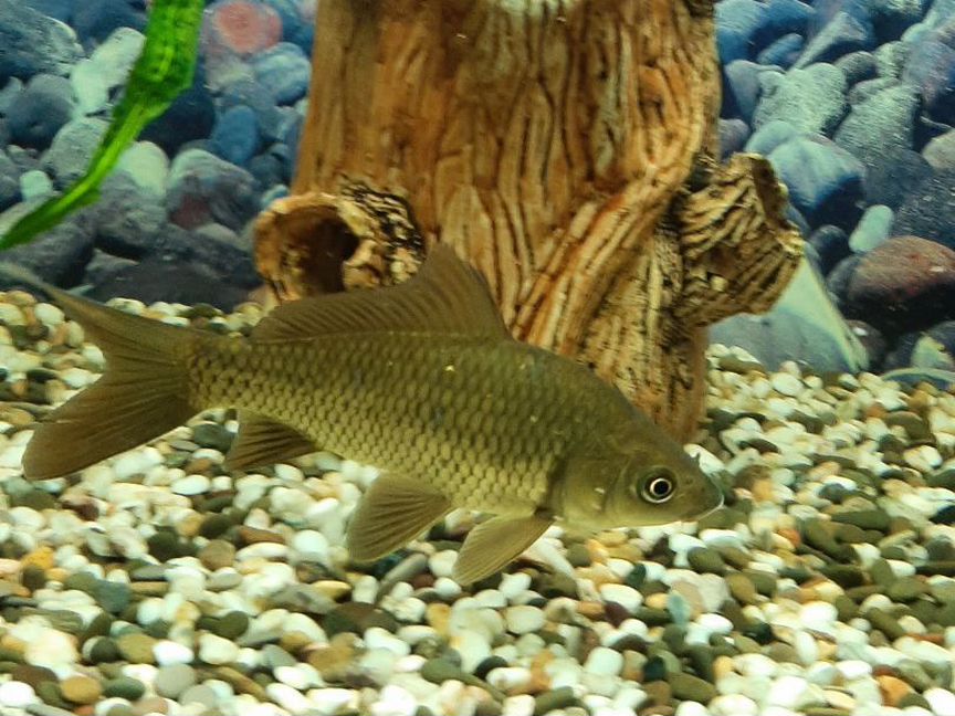 Золотая рыбка Шубункин