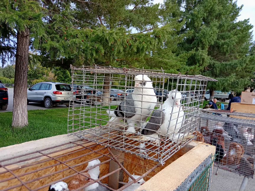 Продажа бакинских голубей