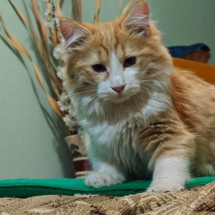 Мальчик 4-5 мес. Бесплатно