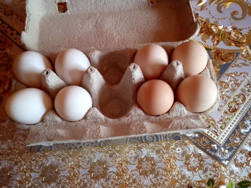 Яйца утиные, Брама микс