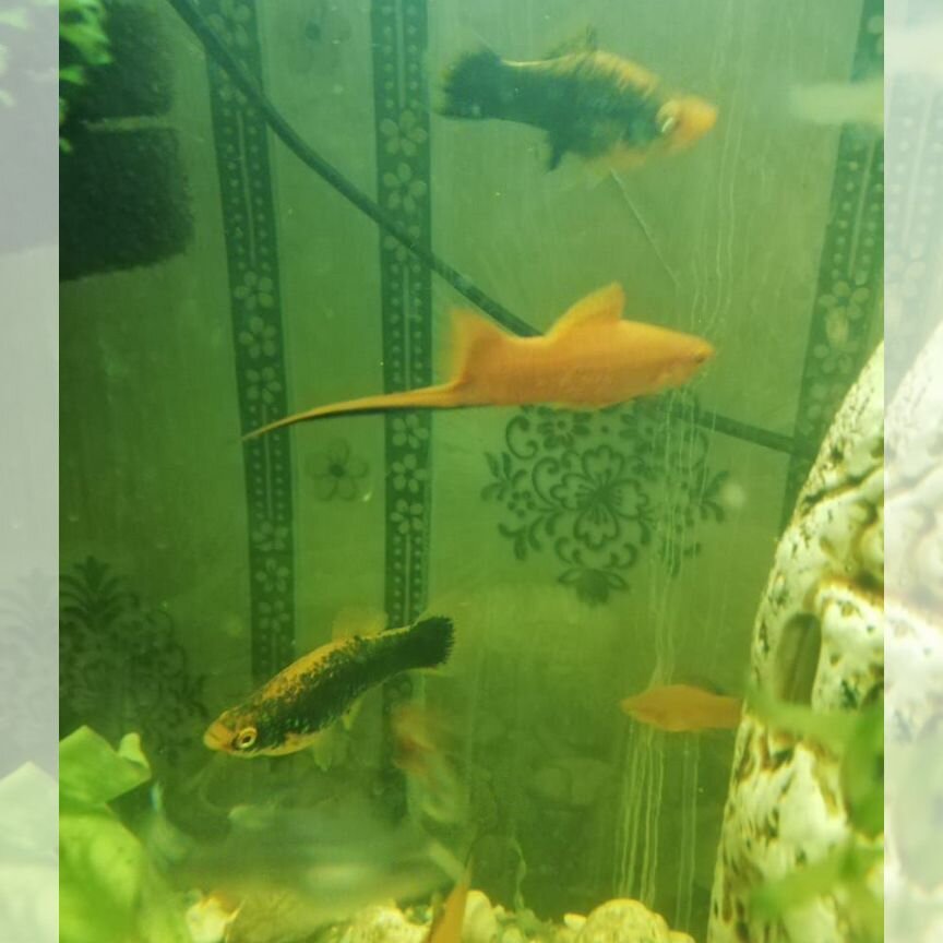 Меченосцы черные,берлинские, красные