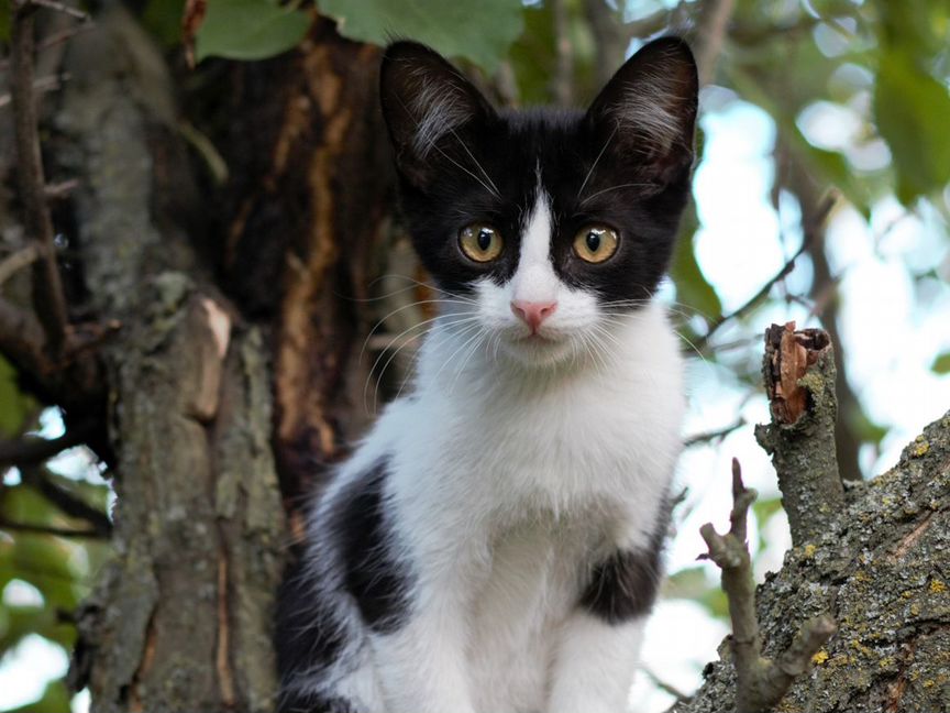 Котенок