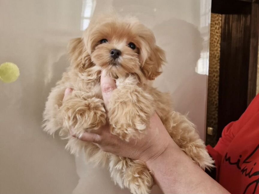 Мальтипу f1 панда шарм